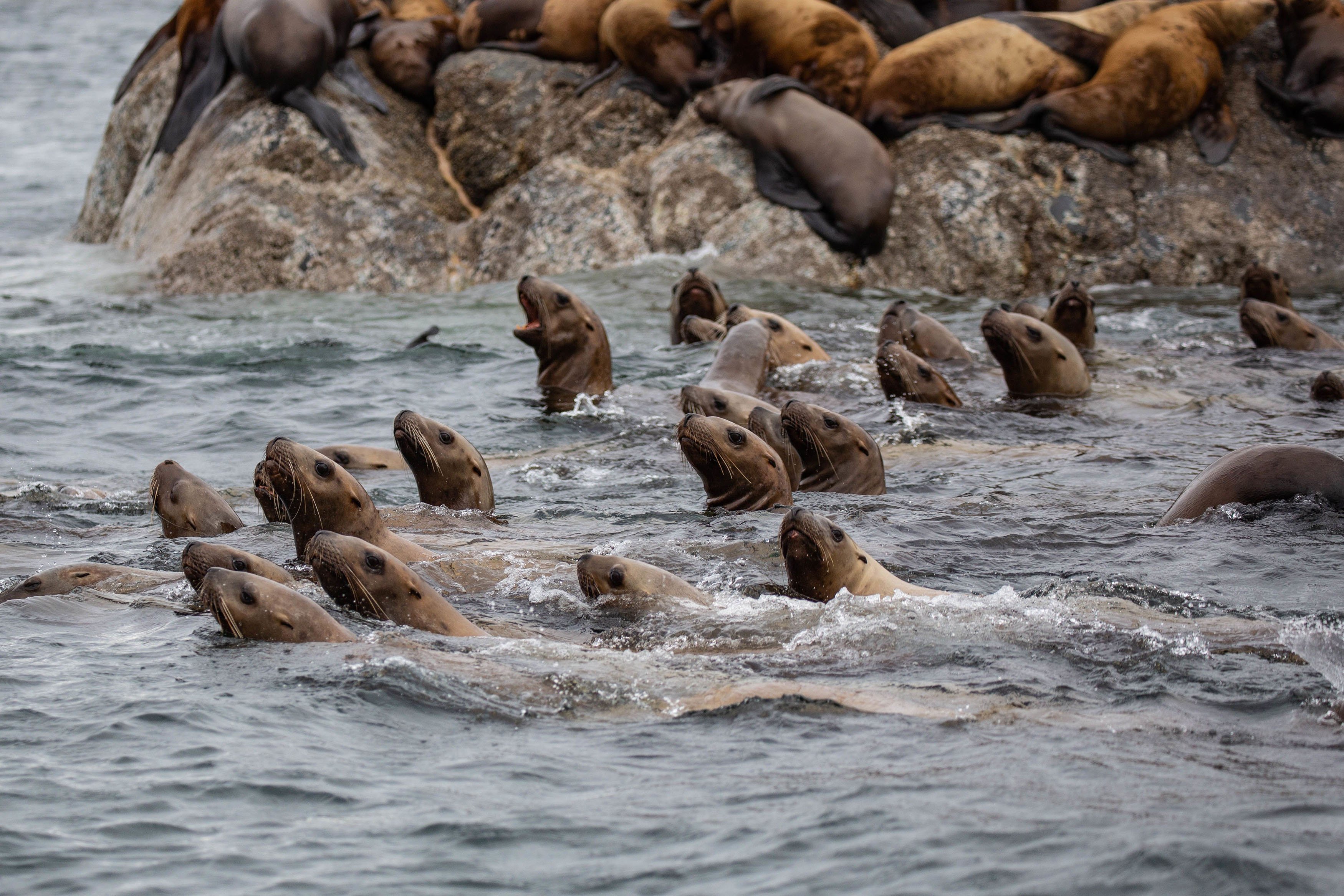 Experience Alaska: Expedition Cruises | Adventure Travel | Lindblad ...