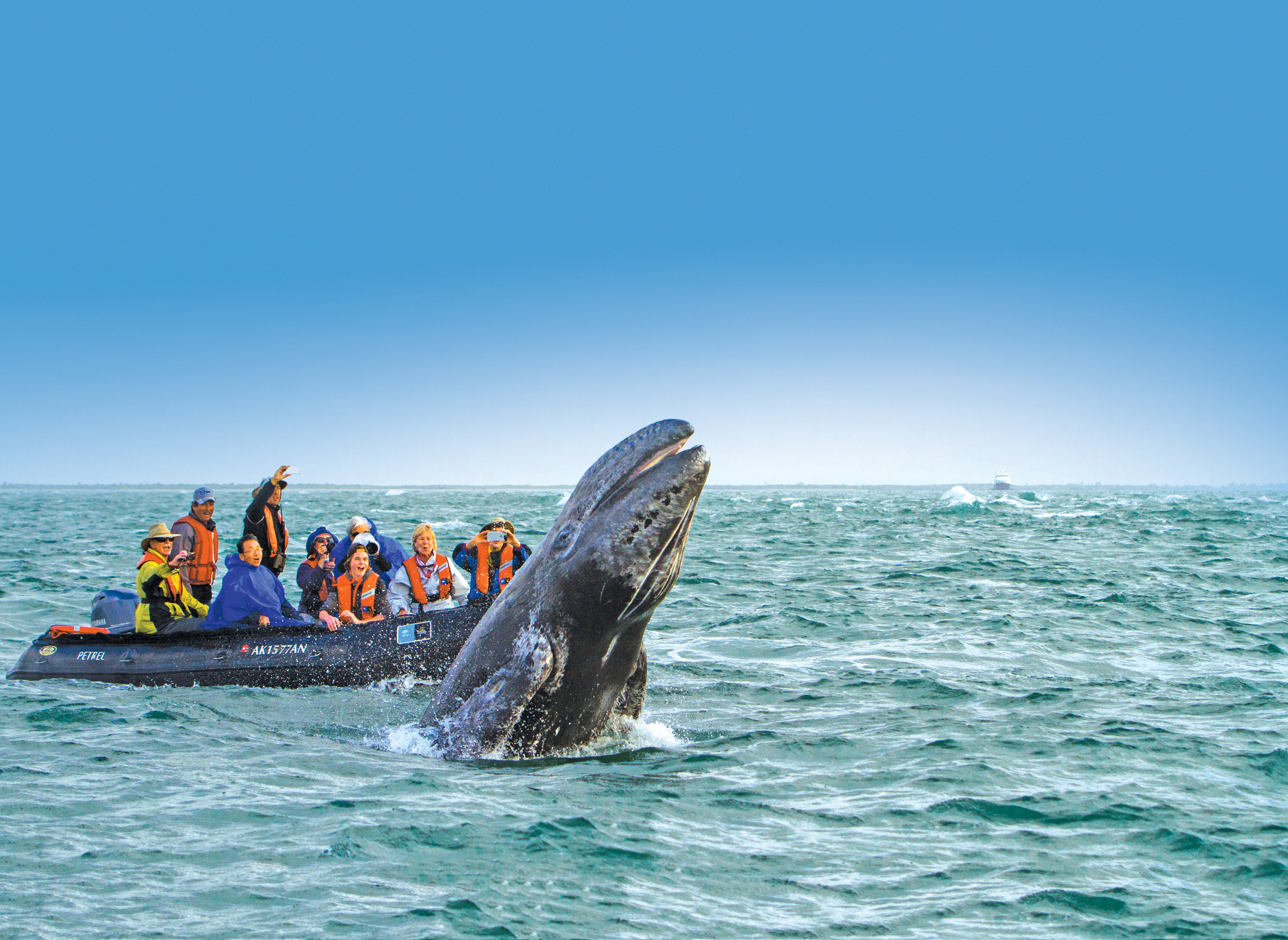 Baja Adventure Cruise | Lindblad Expeditions
