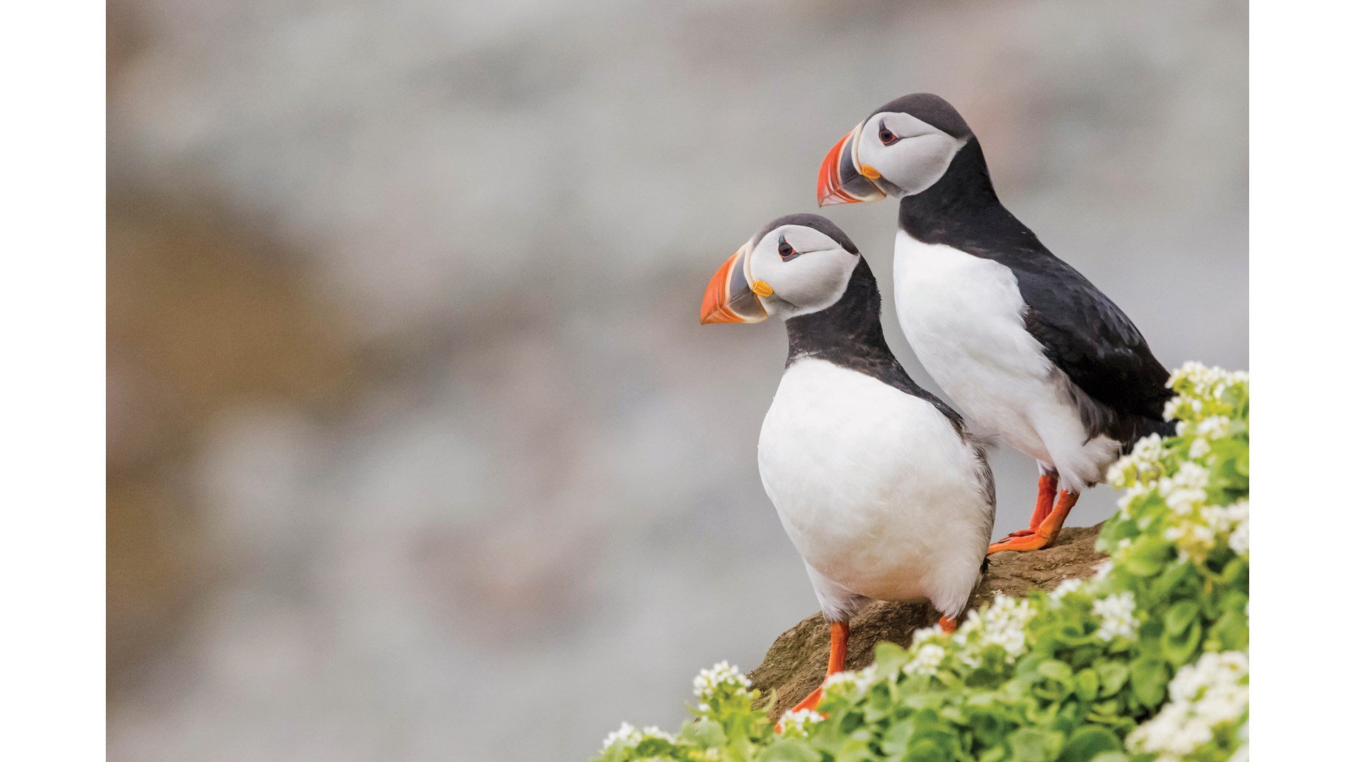 Incredible Facts About Atlantic Puffins, Iceland's Emblematic Seabirds ...