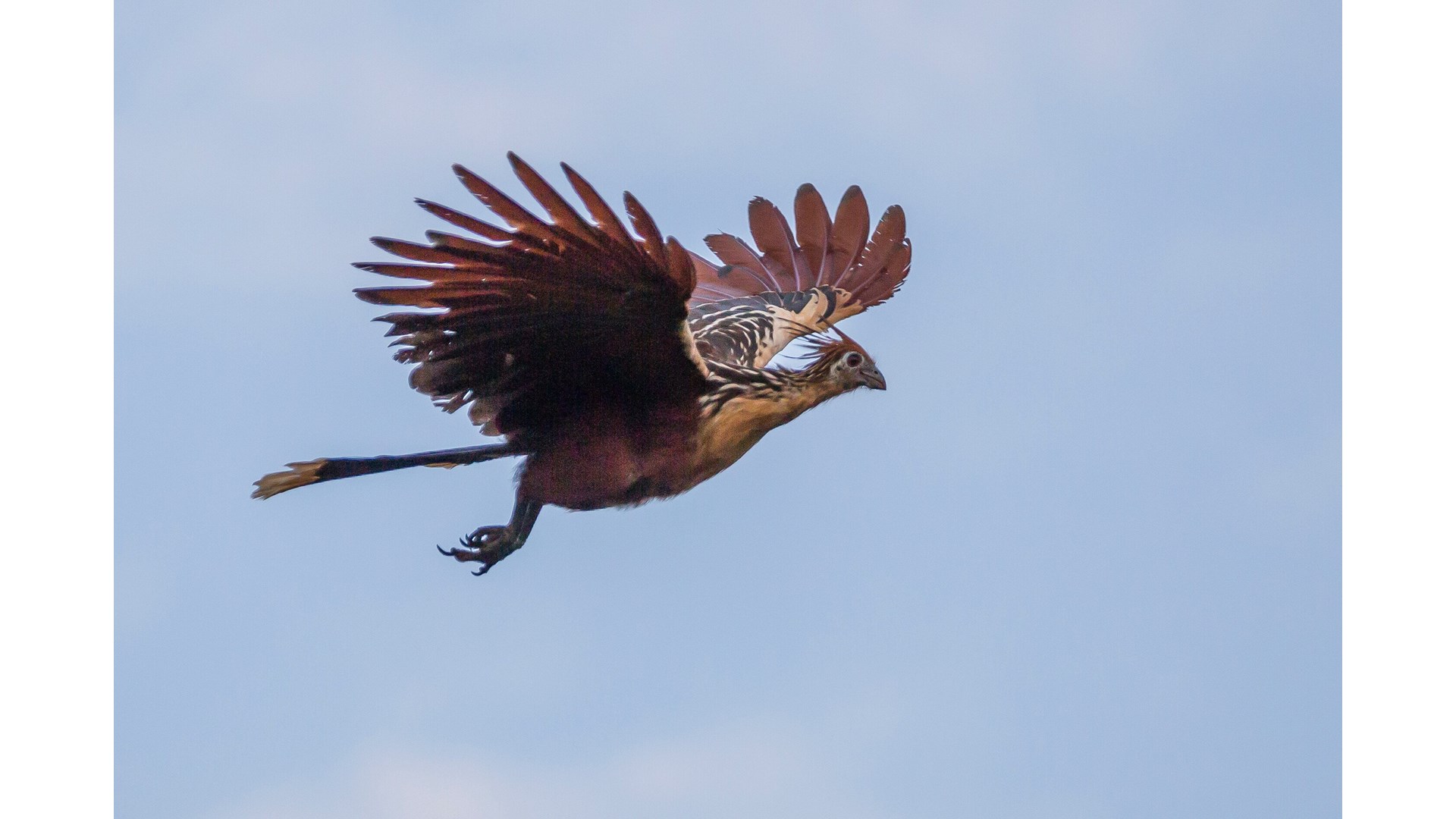 Birds of the Amazon Rainforest