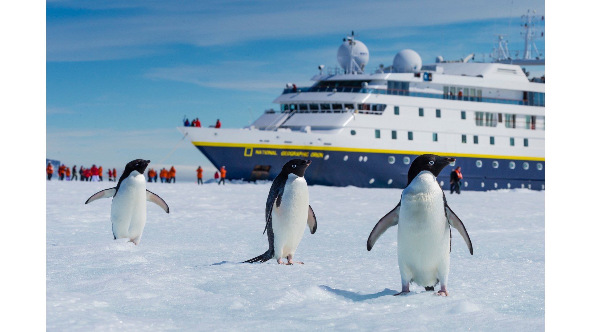 Antarctica Wildlife: Meet the Animals at the Bottom of the Globe ...