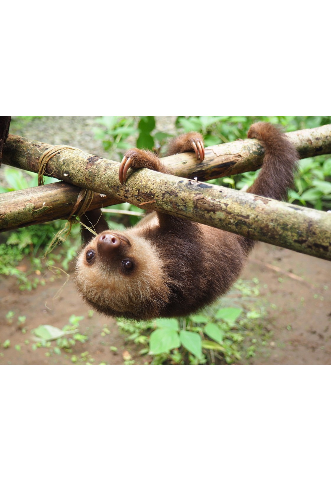 Cute Baby Animals: Sloth to Sea Lion | Lindblad Expeditions