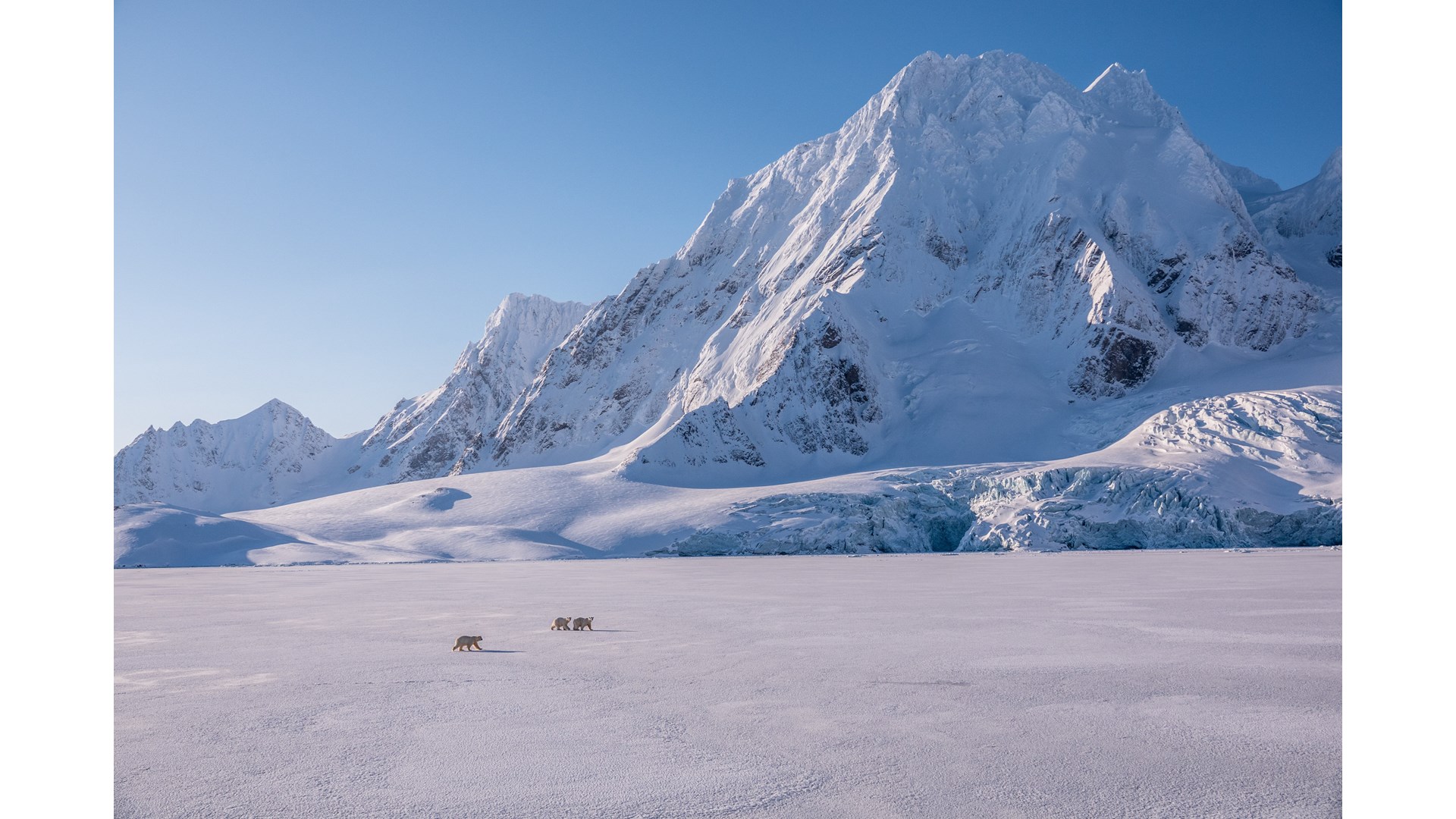Exploring Arctic Wildlife at the Top of the World | Lindblad Expeditions