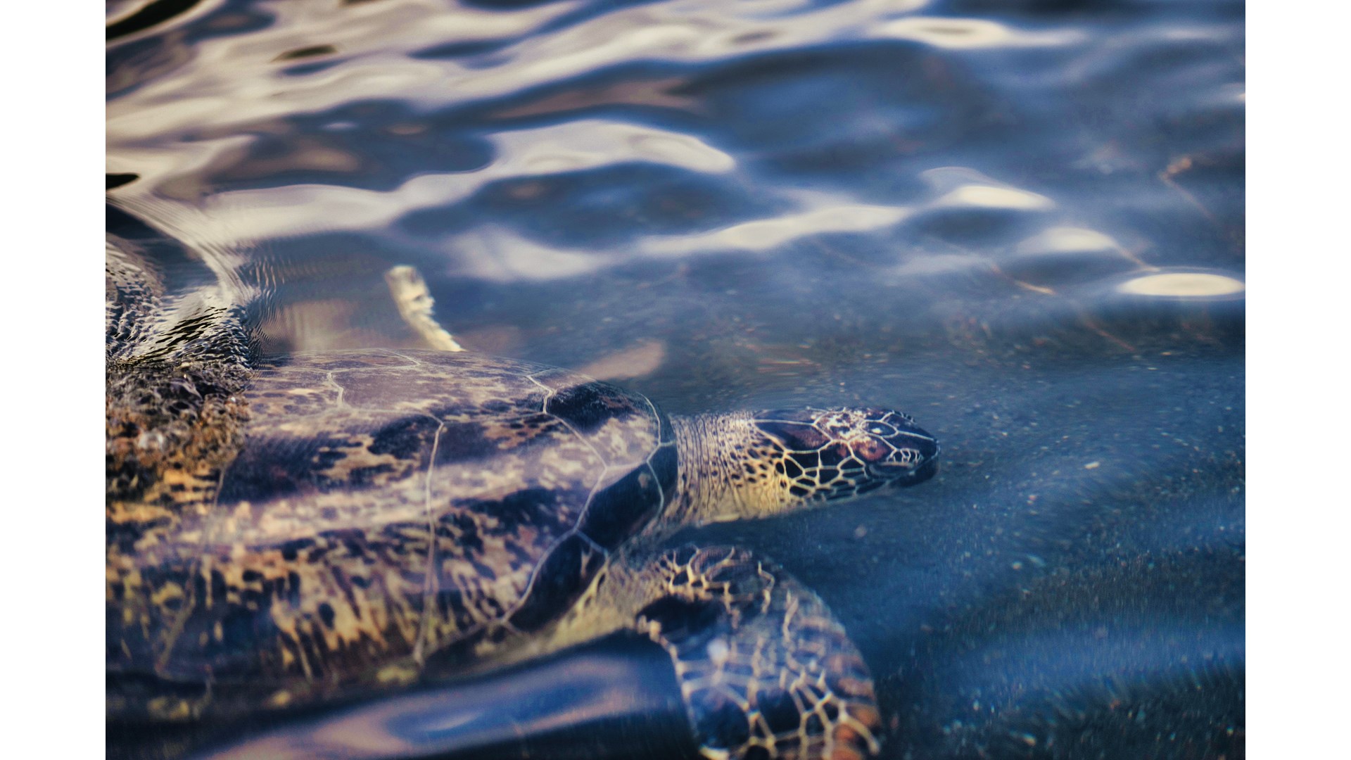 Sea Turtle Conservation in Action in Costa Rica | National Geographic ...
