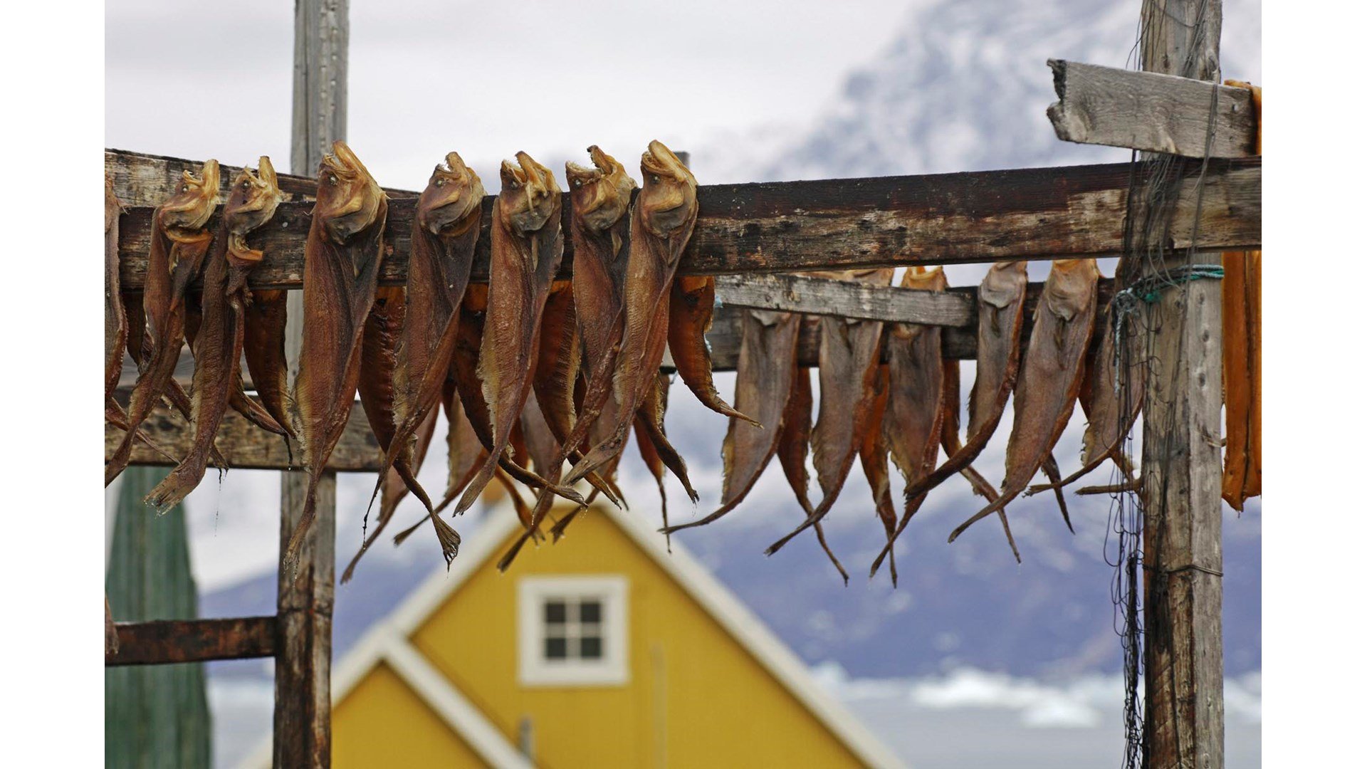 A World of Flavor: 7 Traditional Foods of Greenland | Lindblad Expeditions