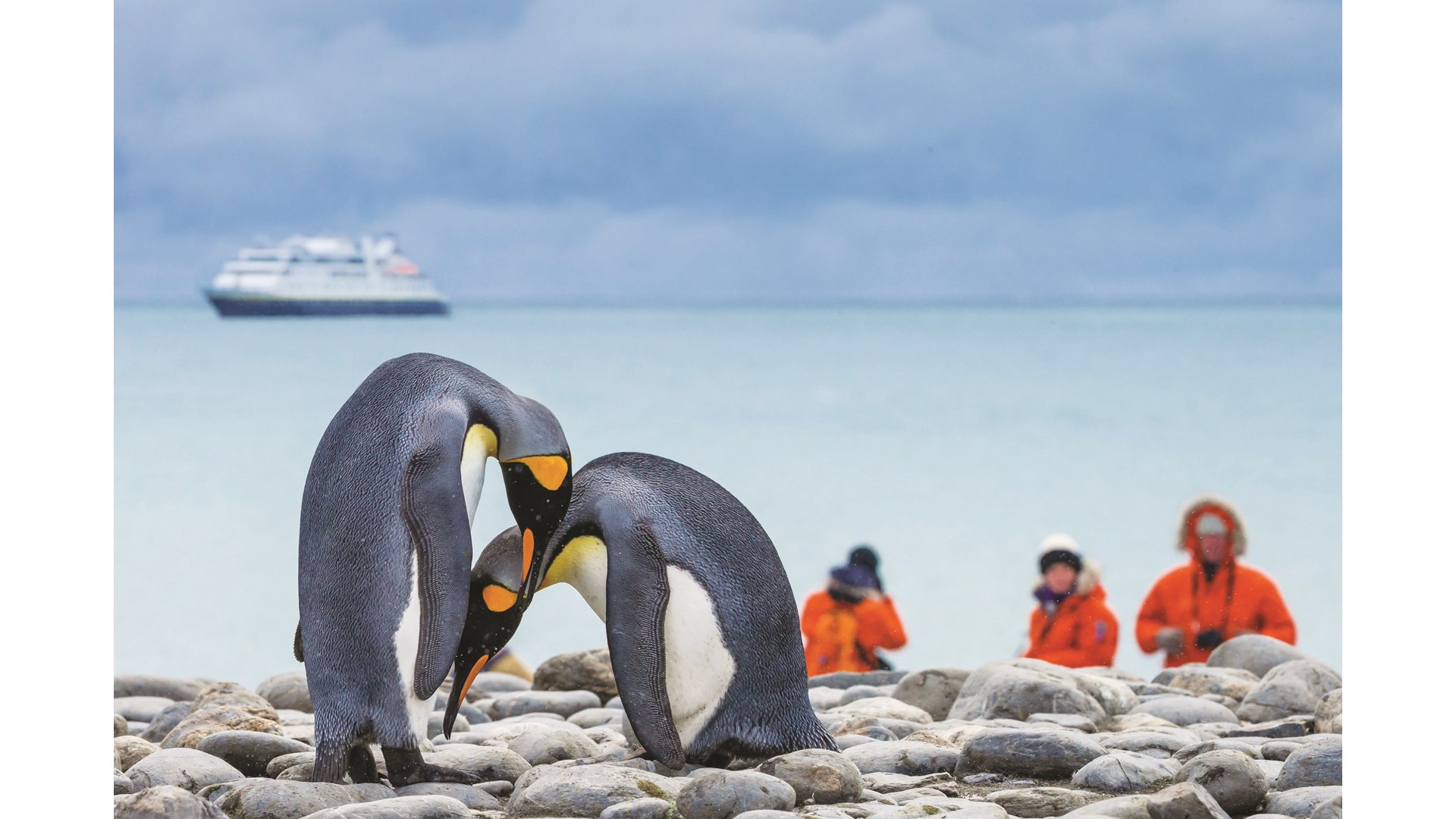 Where to Observe Penguins Around the World | Lindblad Expeditions