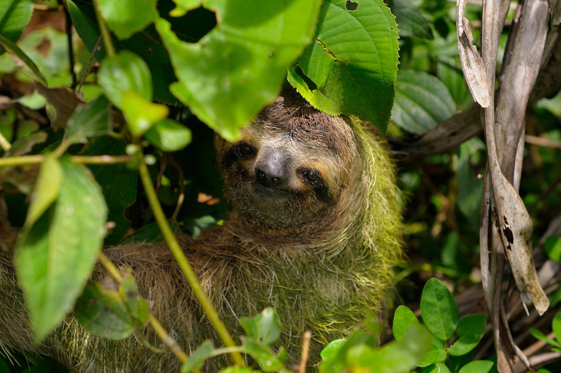 Wild Personalities: Brown-Throated Sloth | Lindblad Expeditions