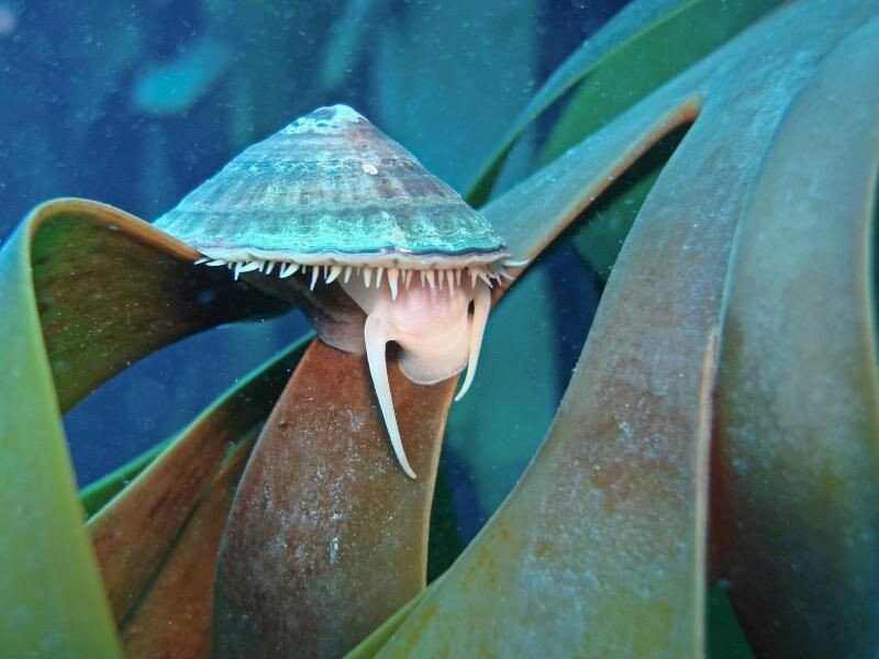 Visiting Scientists | Lindblad Expeditions