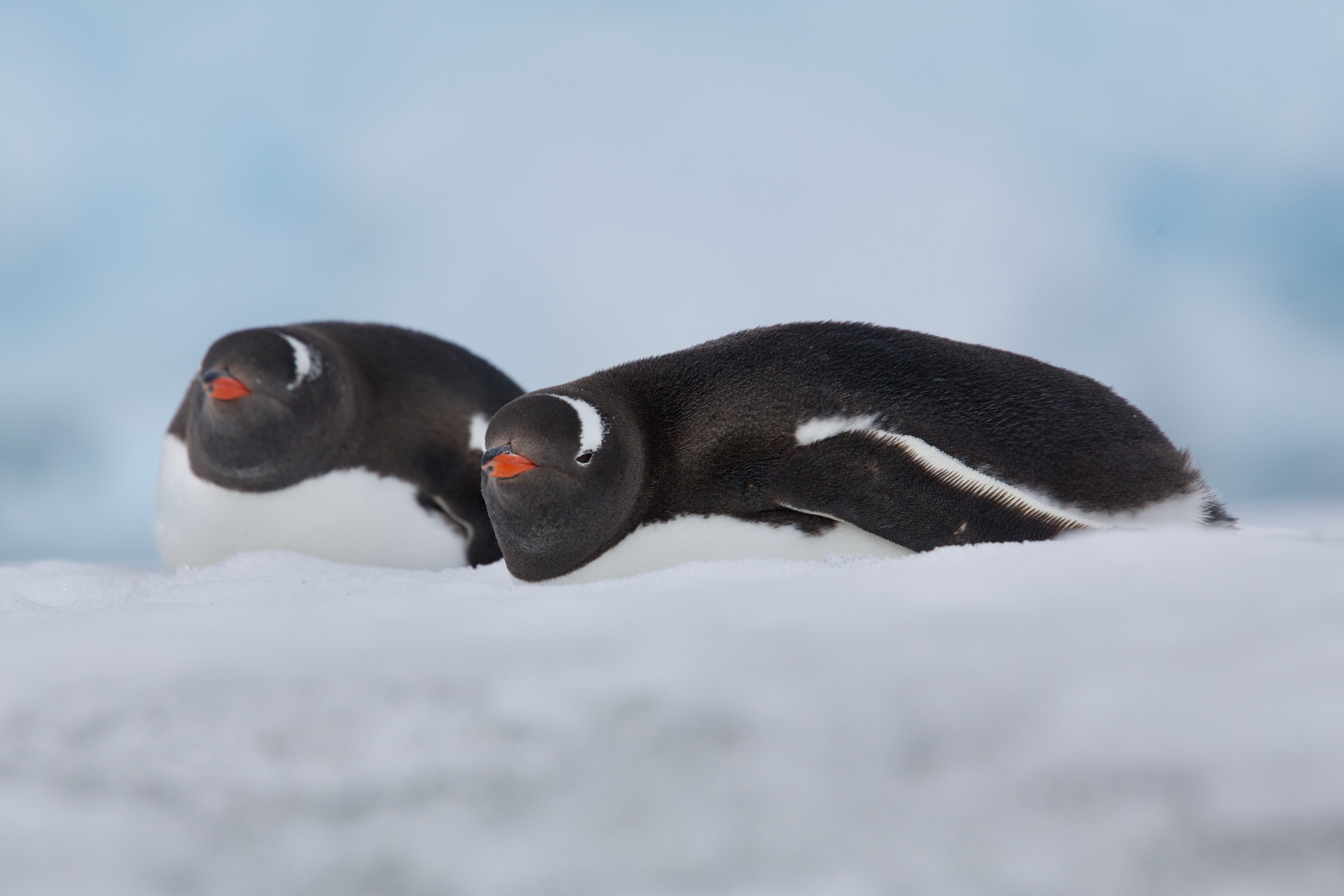 Visiting Scientists | Lindblad Expeditions