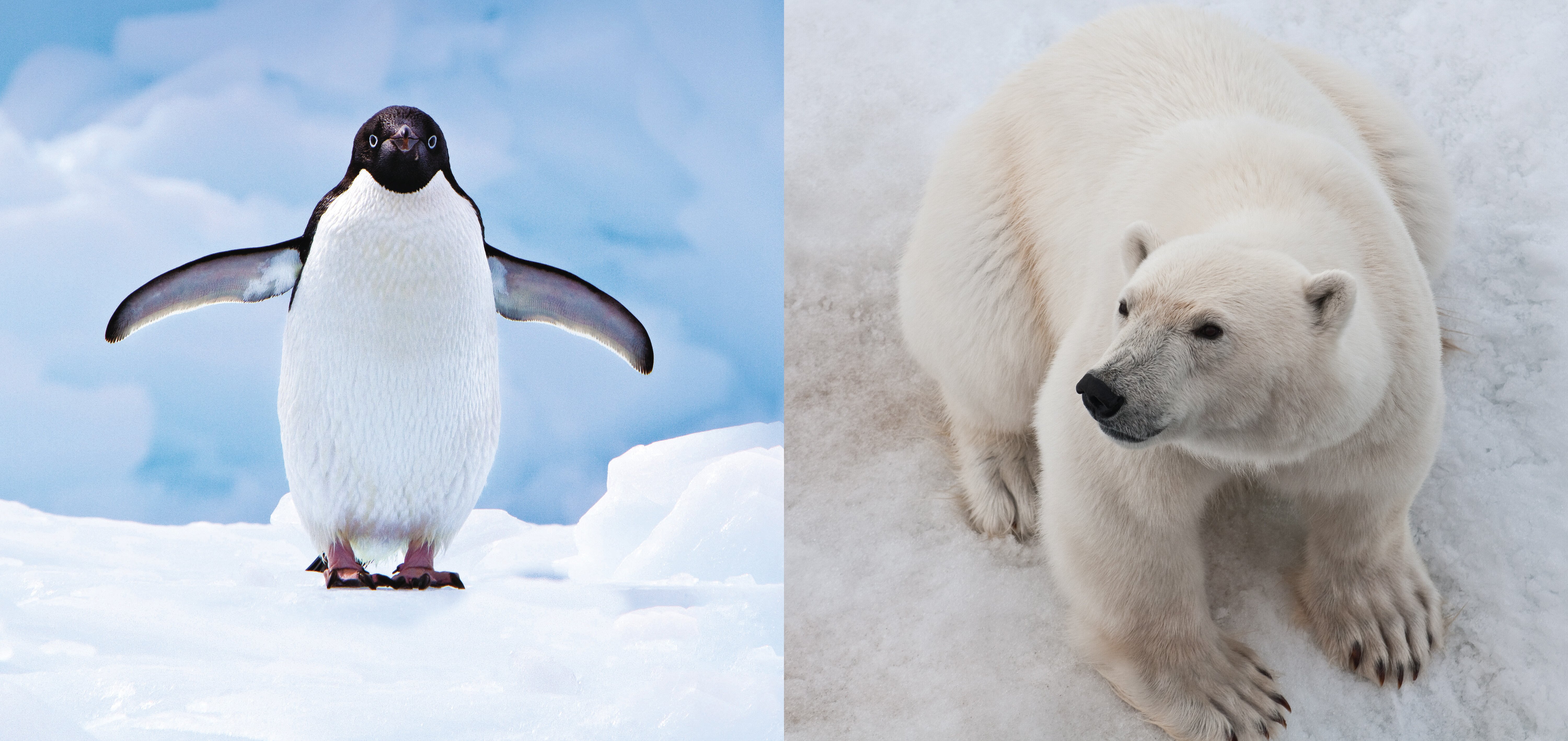 Which Should I Visit: Antarctica VS The Arctic Expedition Cruises